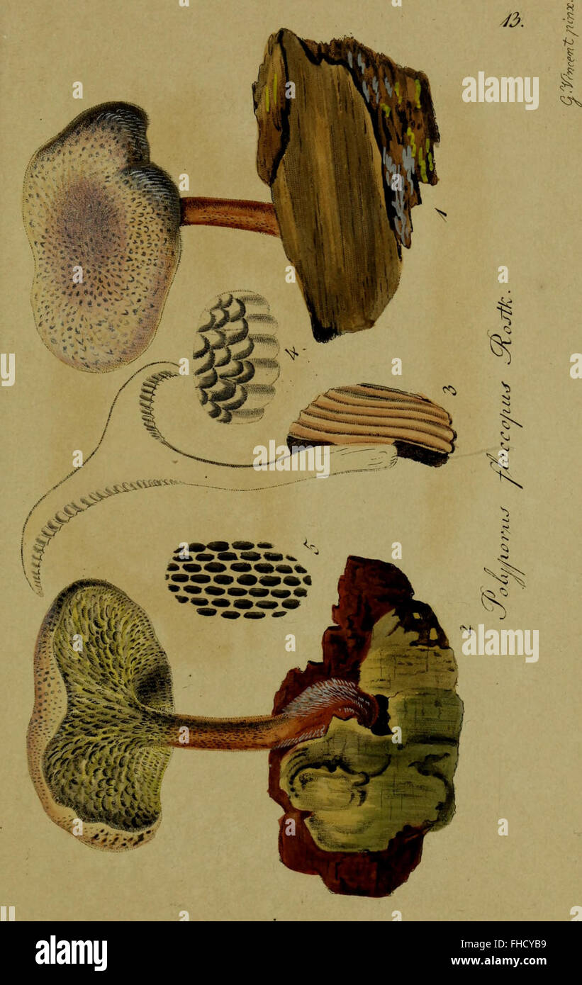 A 1841 German botanical work, 'Deutschlands Flora in Abbildungen nach ...