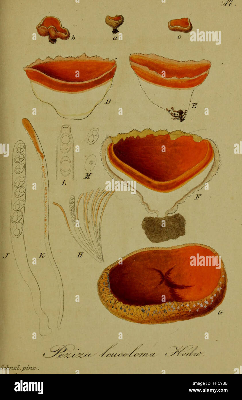 A botanical work from 1841 showcasing the flora of Germany, presented ...