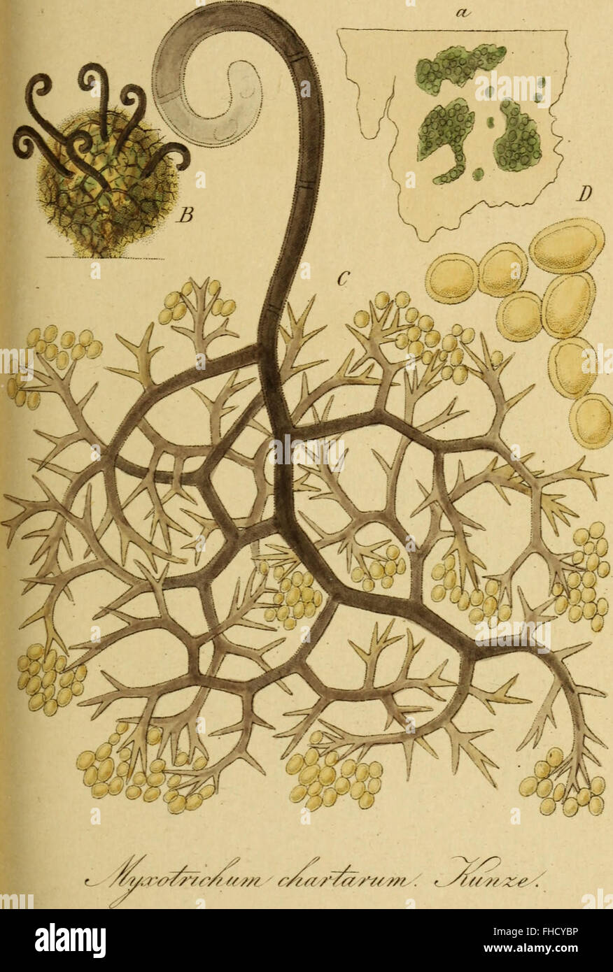 A German botanical work from 1862 illustrating native plants of Germany ...