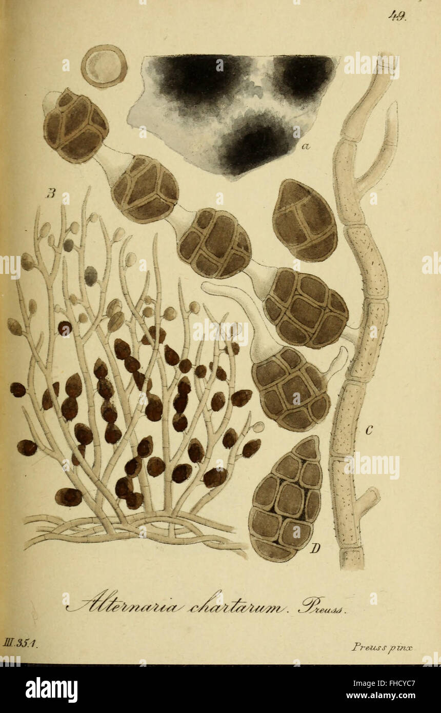 A historical botanical work from 1862, depicting the flora of Germany ...