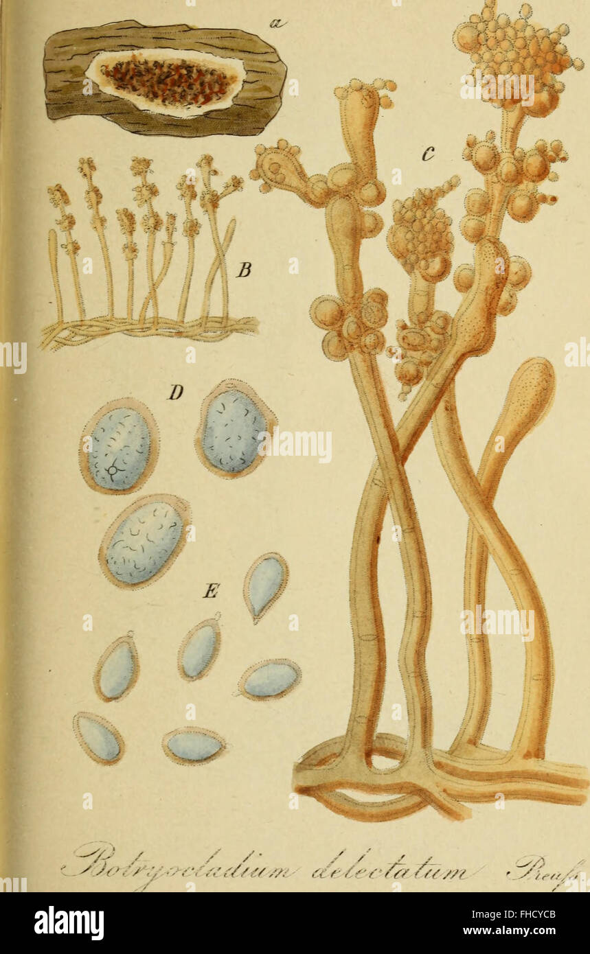 Deutschlands Flora, a 1862 work depicting the flora of Germany with ...