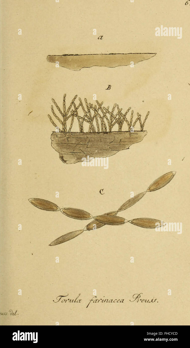 'Deutschlands Flora in Abbildungen nach der Natur' (Germany's Flora in ...