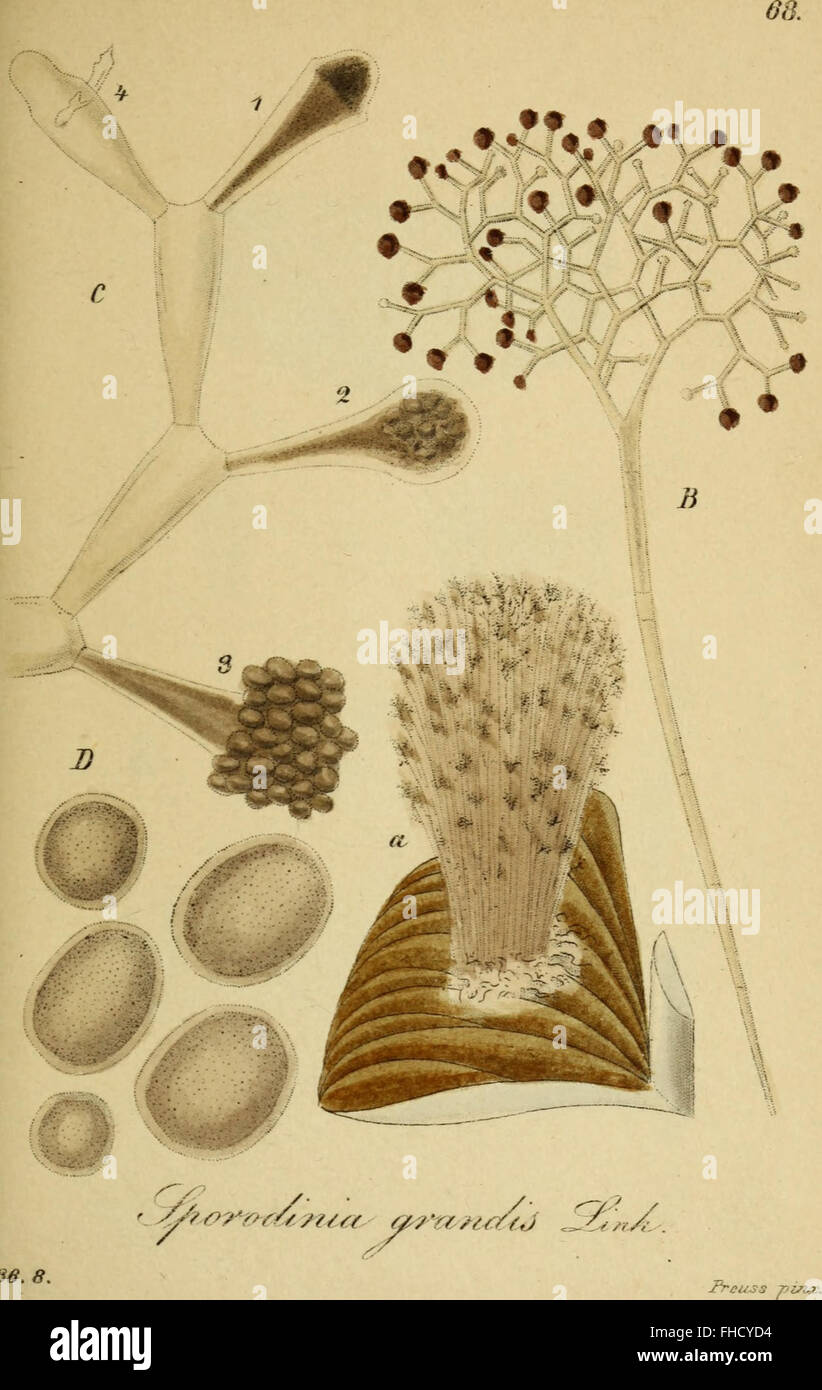 A comprehensive botanical work from 1862 showcasing the flora of ...