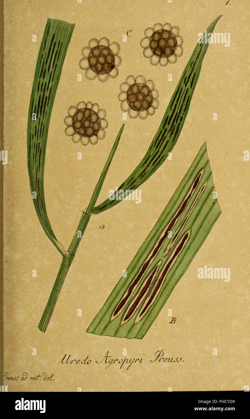 Germany flora, Botanical illustrations, 1862, German flora, Plant ...