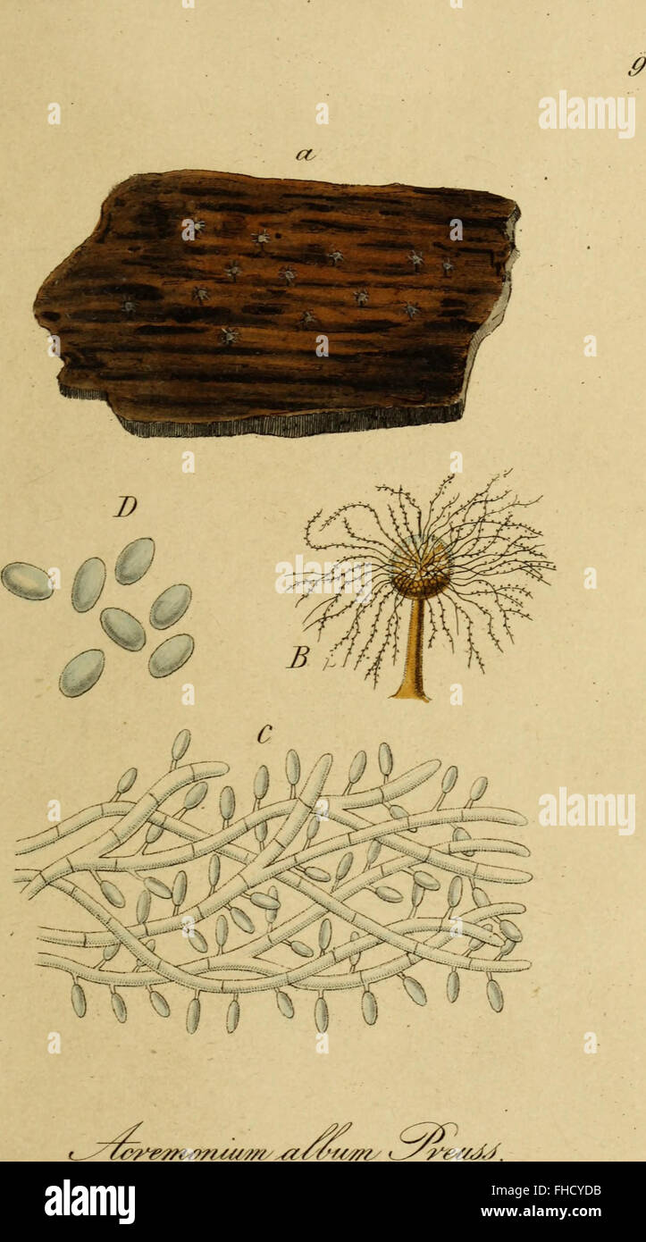 A 1862 work illustrating the native plants of Germany, providing ...
