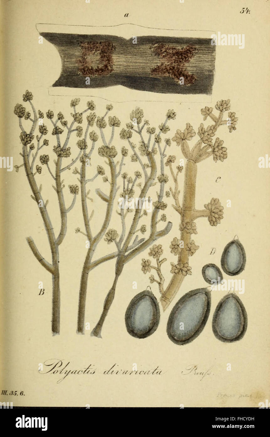 An 1862 work illustrating the flora of Germany, showcasing plants and ...