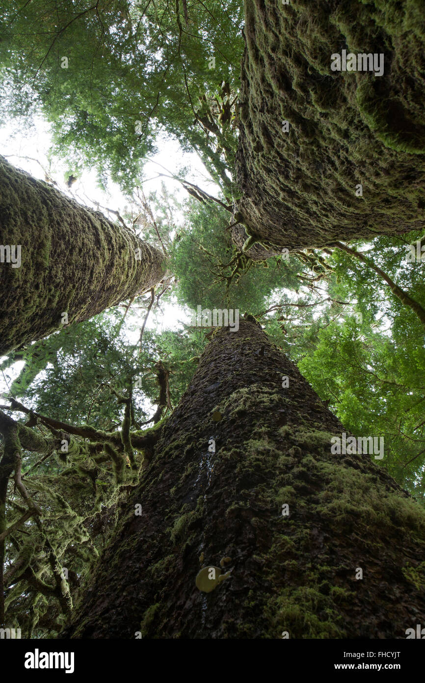 The three Sisters trees in Carmanah Valley Stock Photo - Alamy