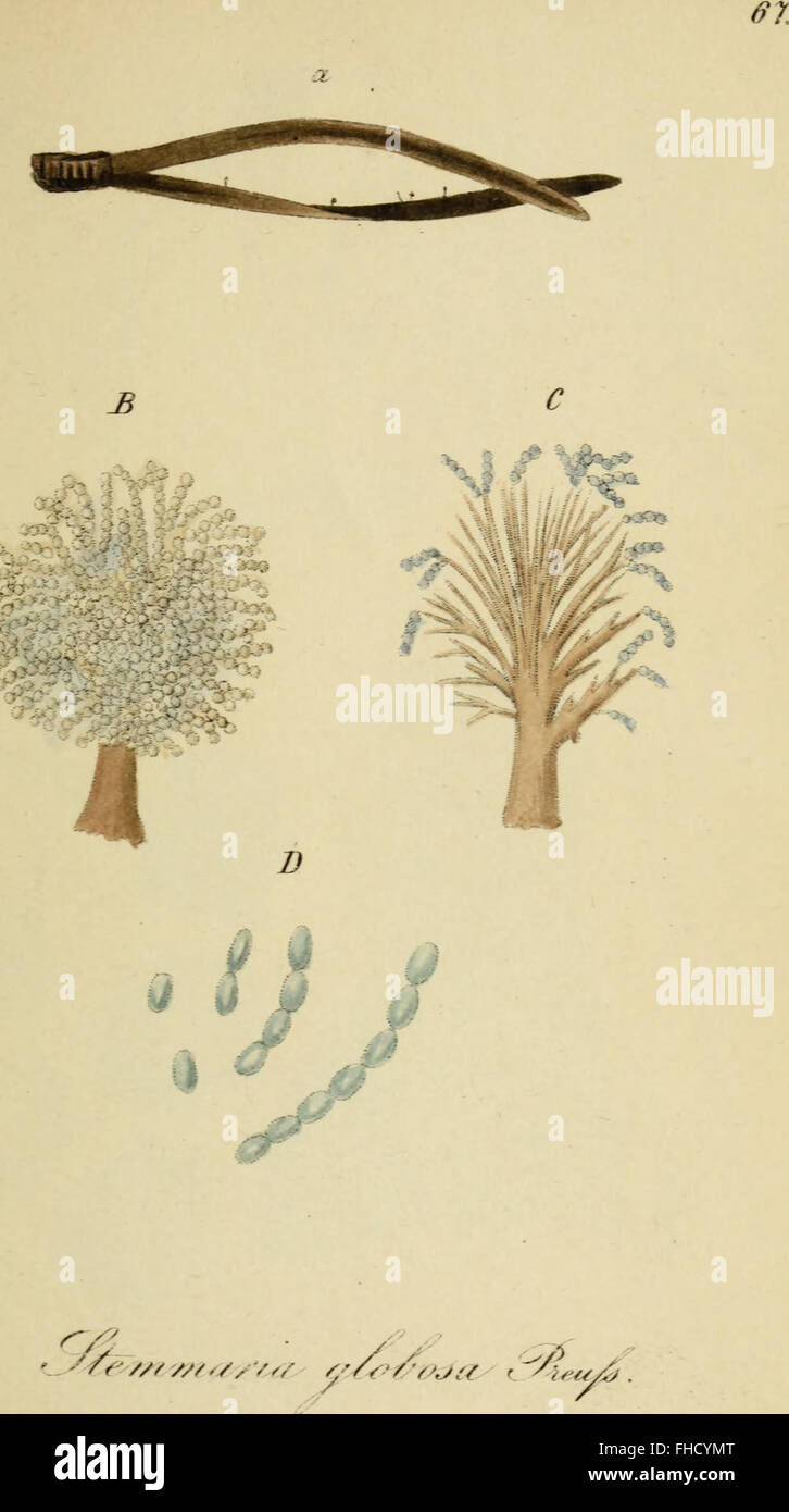 A historic work from 1862 depicting Germany’s flora in accurate ...