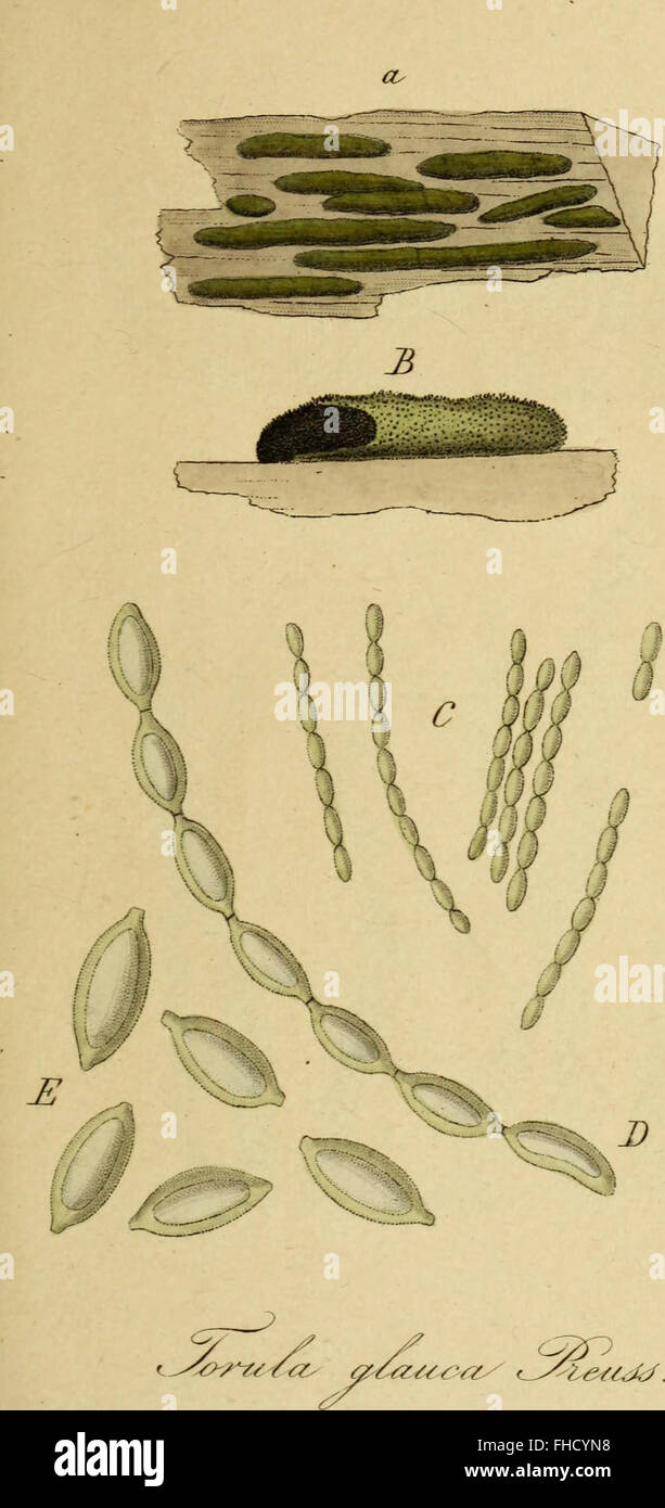 A 1862 botanical work illustrating the flora of Germany, with accurate ...
