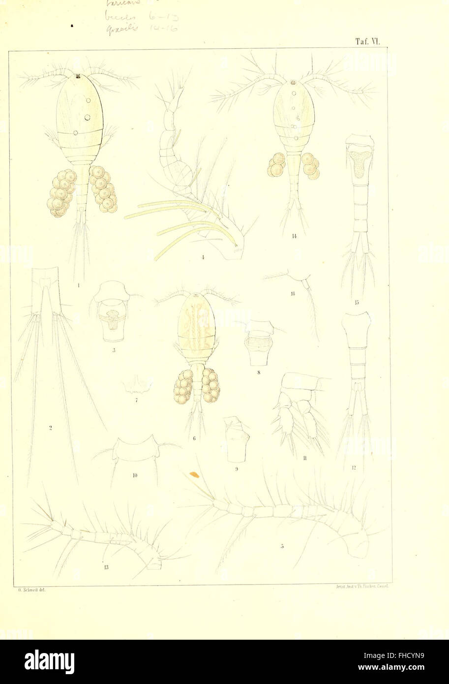 A 1892 work detailing the freshwater copepods of Germany, providing ...