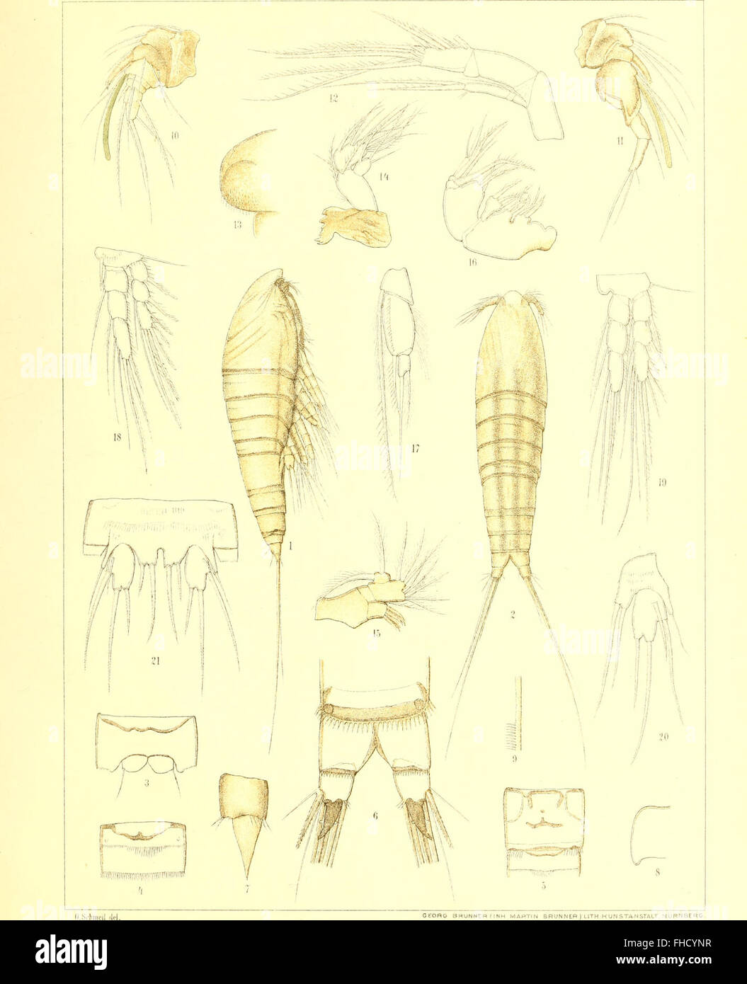 Documenting aquatic species hi-res stock photography and images - Alamy