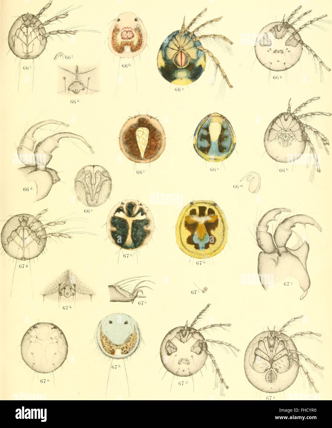 A study of the Hydrachnidia, or water mites, found in Germany ...