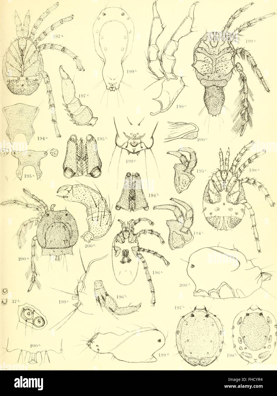 A 1897 work focusing on the Hydrachnids of Germany, a group of ...
