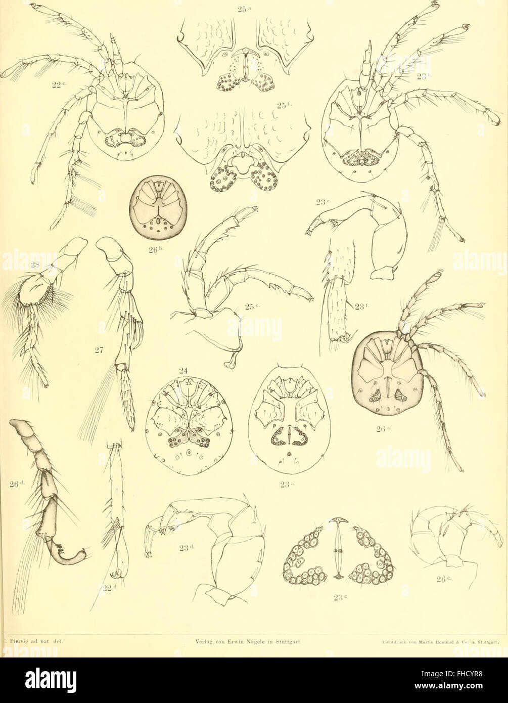 A 1897 study on the Hydrachnidia (water mites) of Germany, documenting ...
