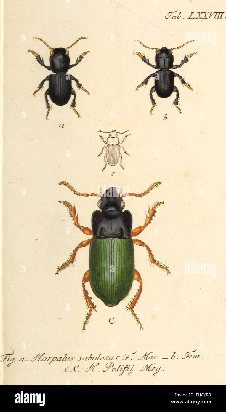 A historical entomological work from 1805 detailing the insects of ...
