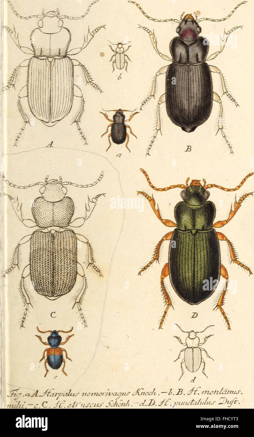An 1805 work on the insects of Germany, providing detailed descriptions ...