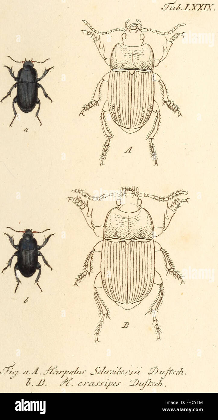 A 1805 study of the insects of Germany, documenting species ...