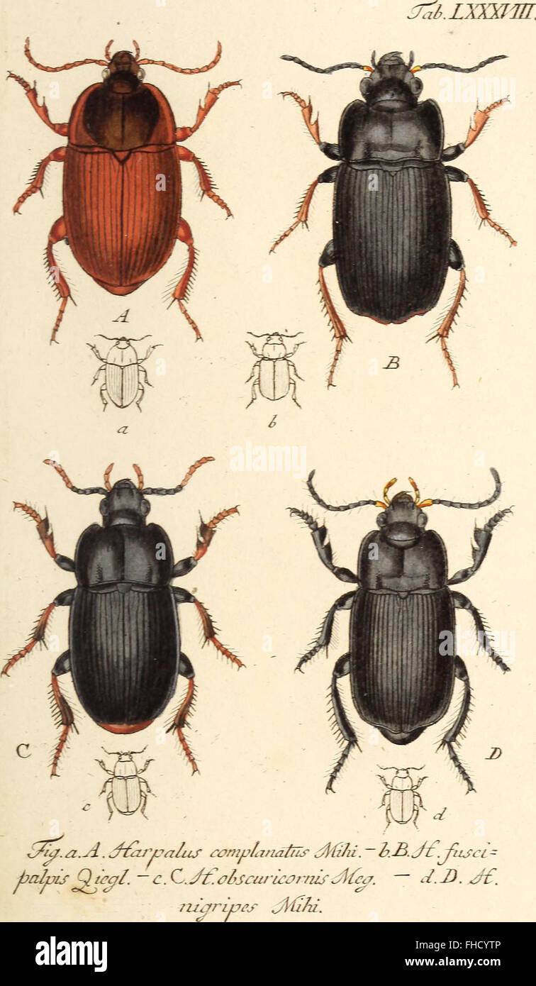 An early 19th-century study of the insects of Germany, cataloging the ...