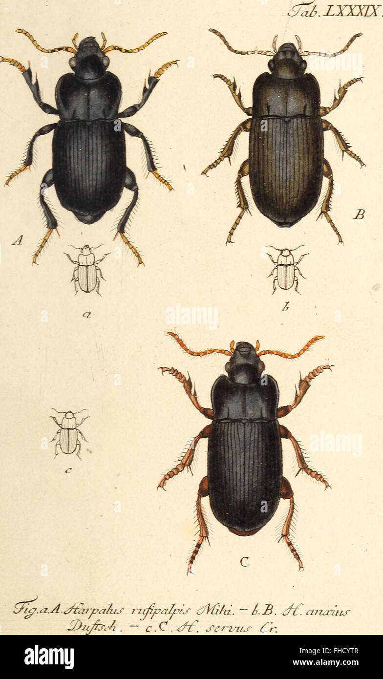 A historical study from 1805 documenting the insects of Germany ...