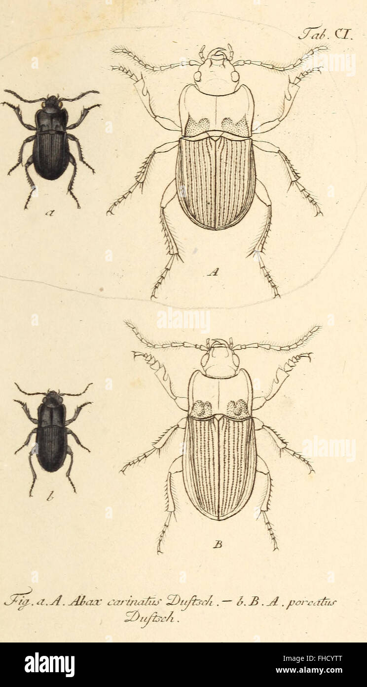 A 1805 work documenting the insects of Germany, focusing on species ...