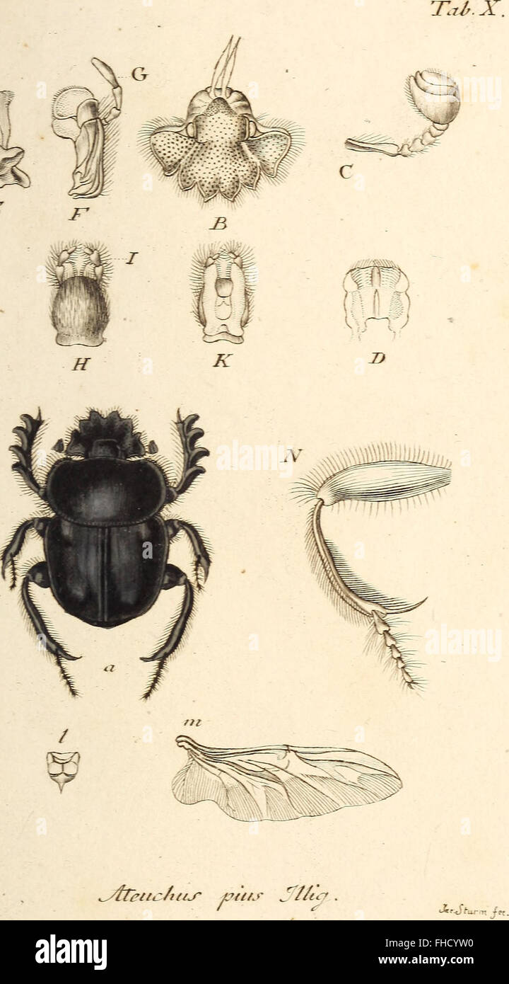 A 1805 study on the insects of Germany, detailing species and ...