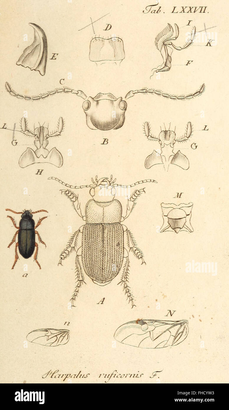 'Deutschlands Insekten' (1805) is a foundational work on German insects ...