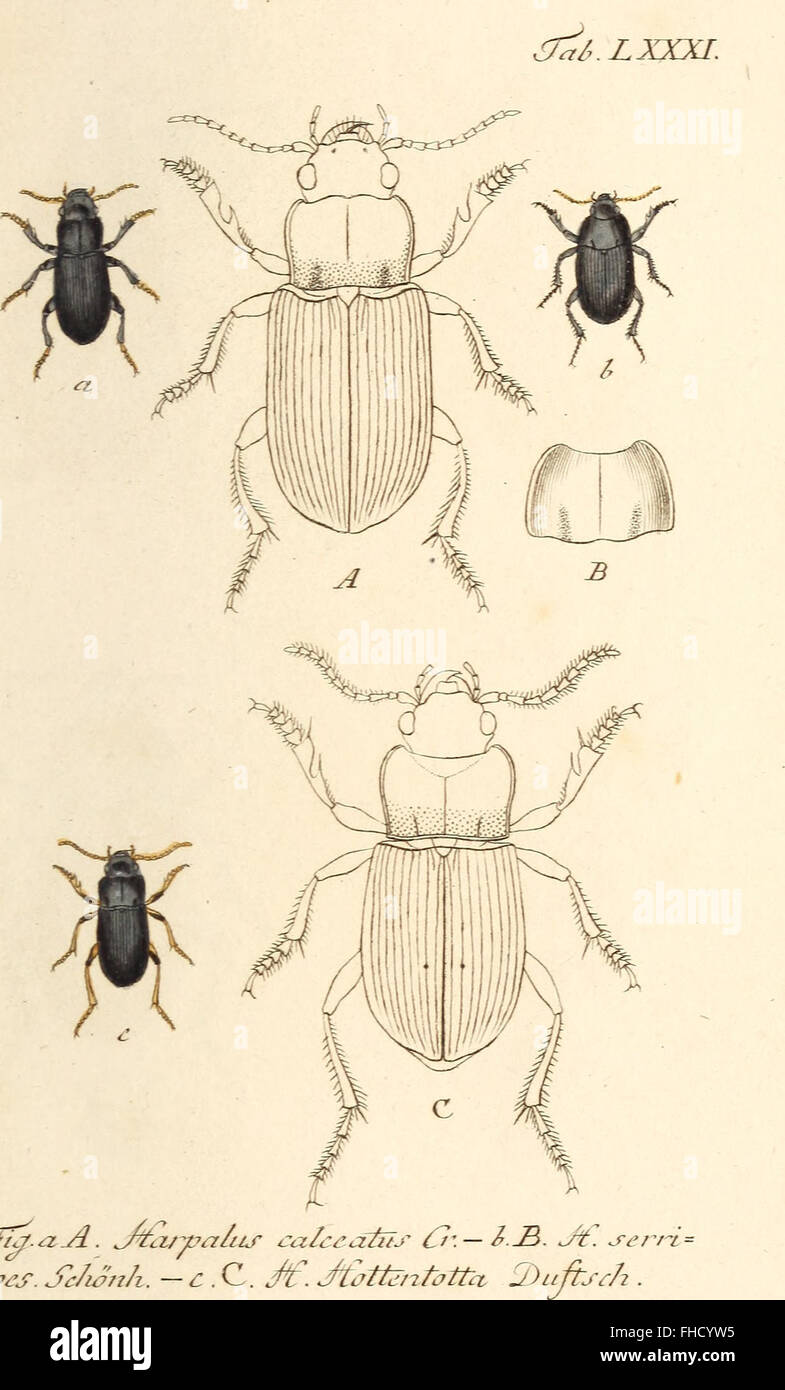 Deutschlands Insecten, an 1805 study on the insects of Germany ...