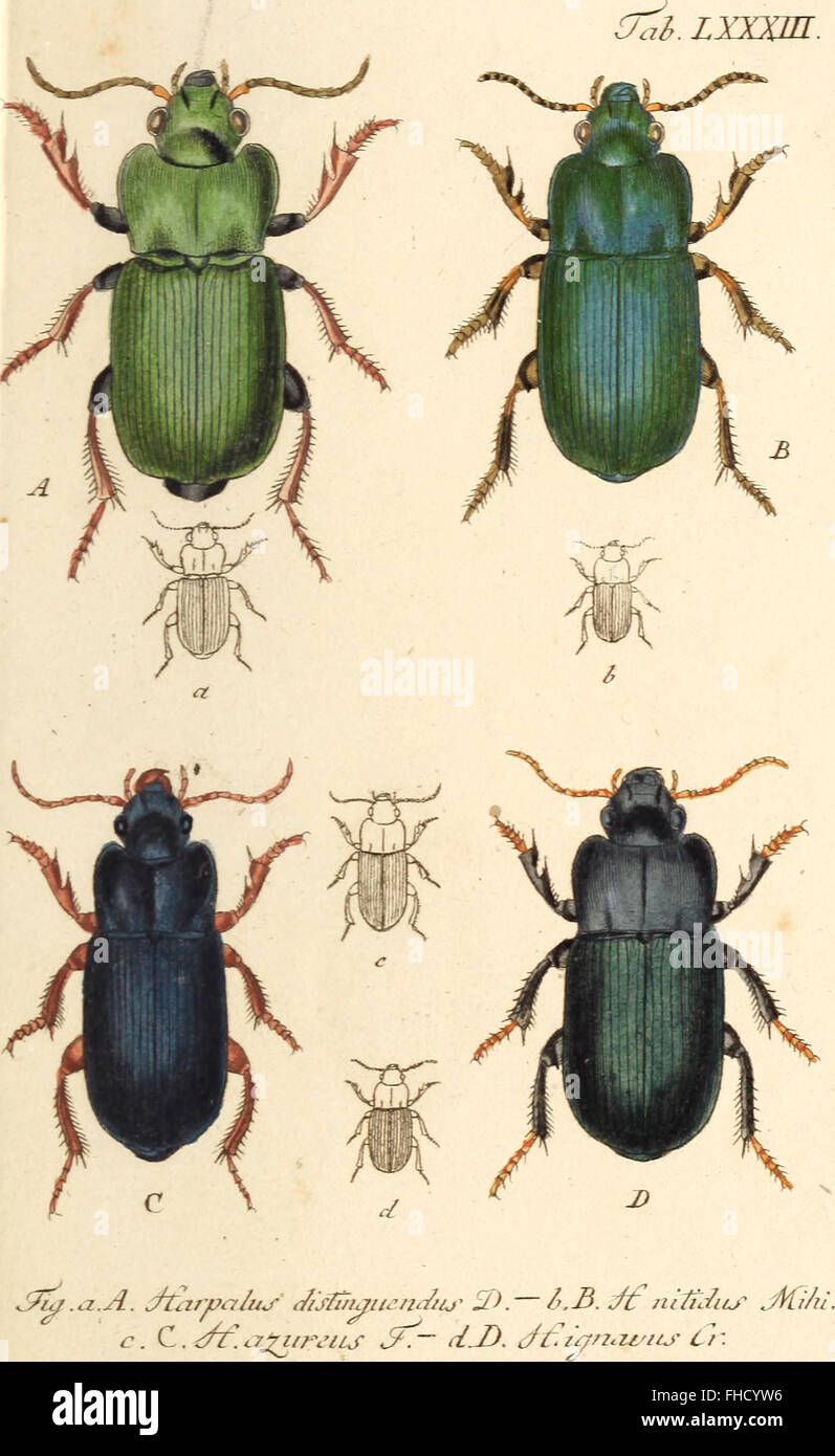 'Deutschlands Insekten' is a 19th-century entomological work ...