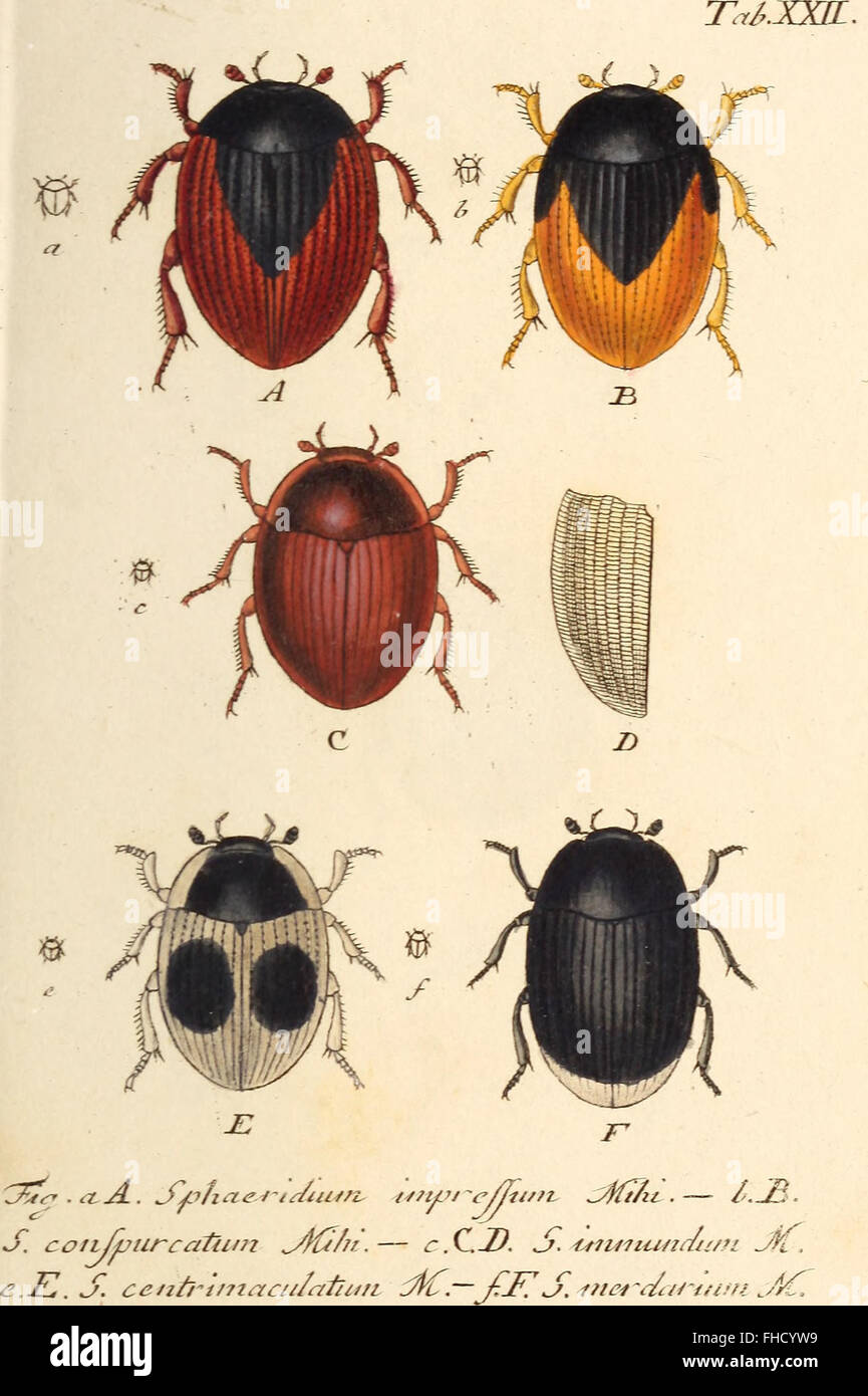 A 1805 work documenting the insects of Germany, featuring detailed ...