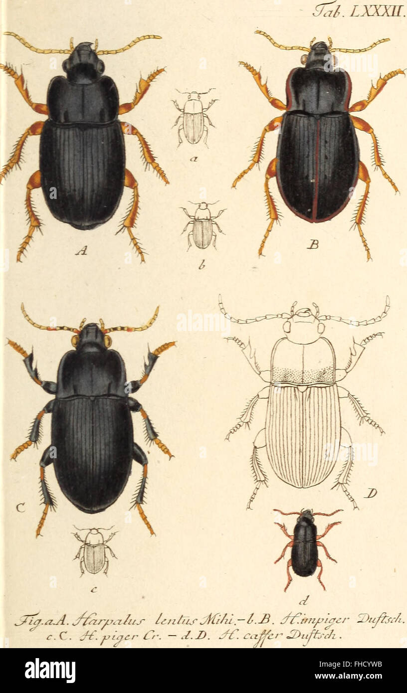 A 1805 work on the insects of Germany, providing detailed descriptions ...