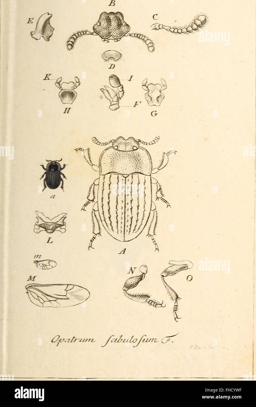 Insects of Germany, a detailed study from 1805 Stock Photo - Alamy