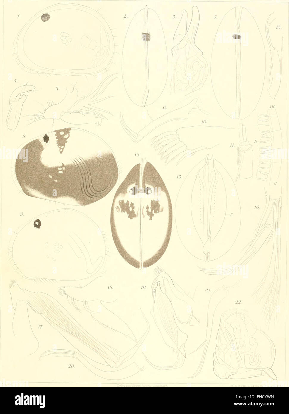 A 1900 study on the freshwater ostracods of Germany, exploring their ...