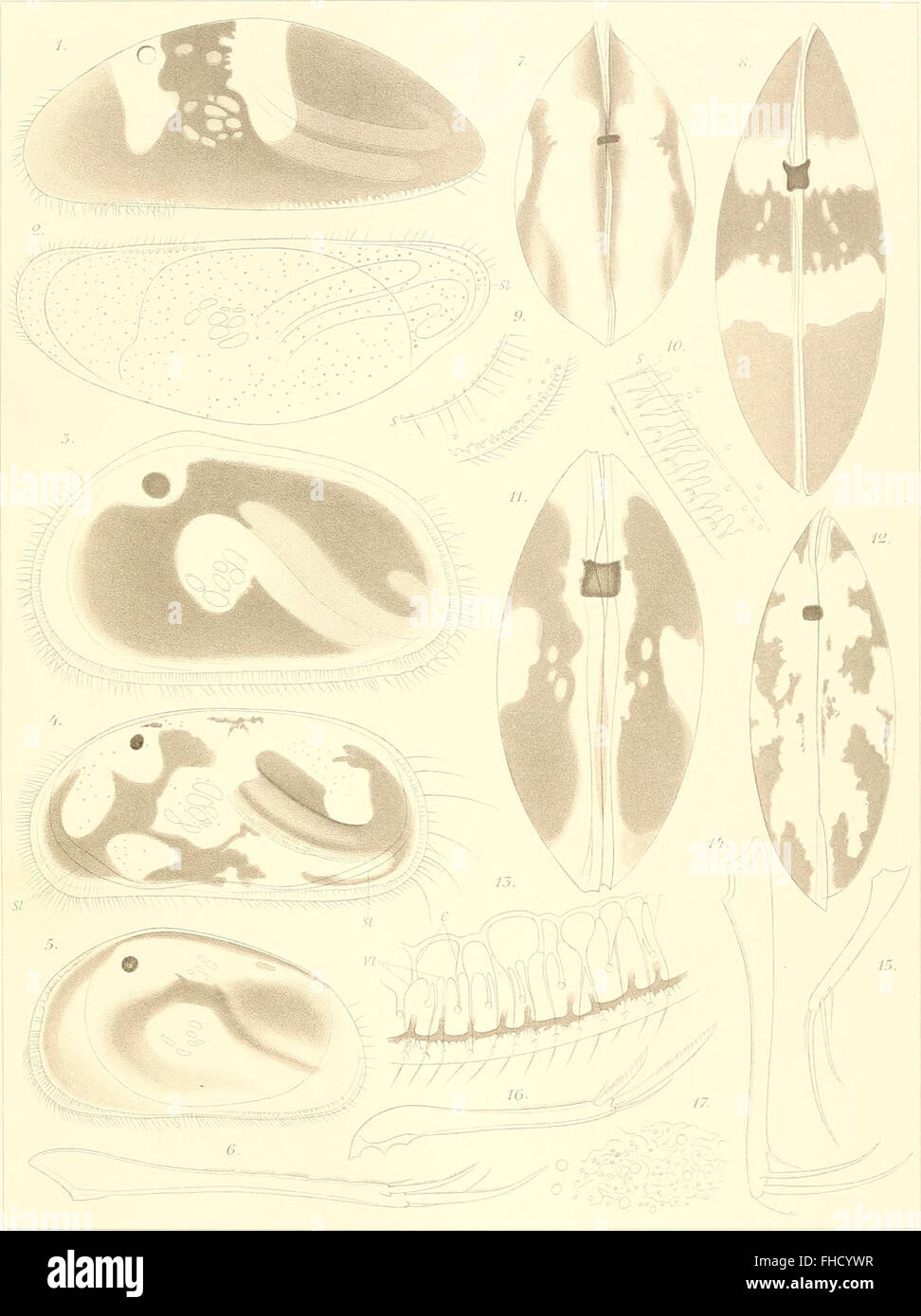A 1900 study on freshwater ostracods in Germany, documenting their ...