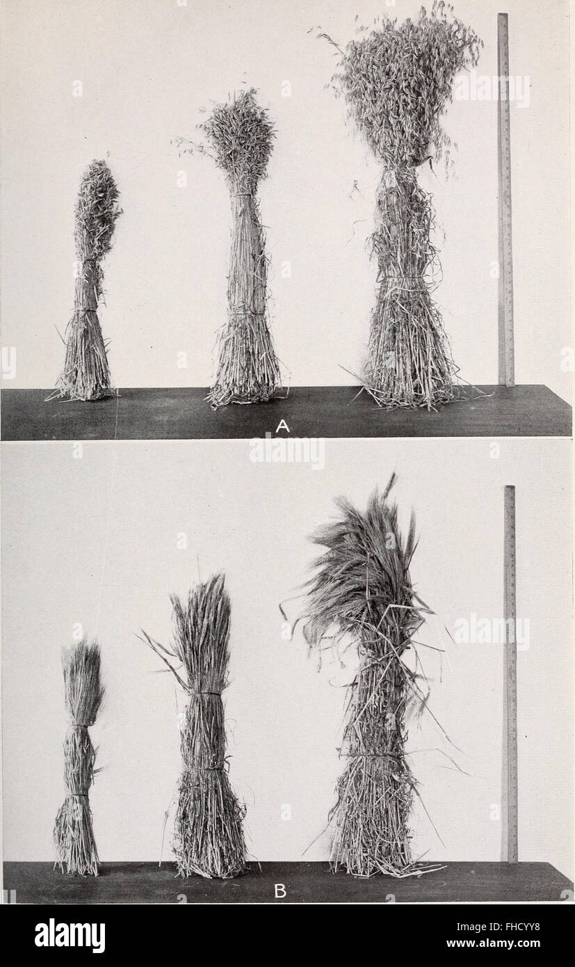 Development and activities of roots of crop plants, a 1922 study on ...