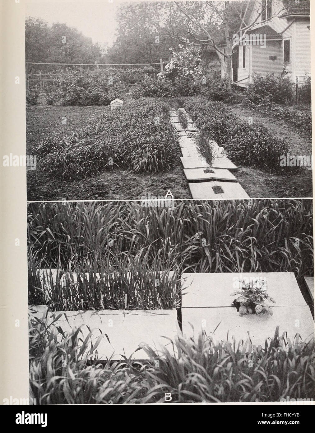 Study of root development in crop plants and its role in crop ecology ...