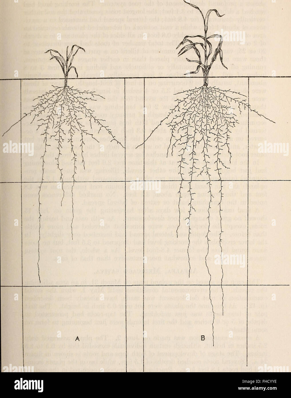 Development and Activities of Roots of Crop Plants, a 1922 study ...