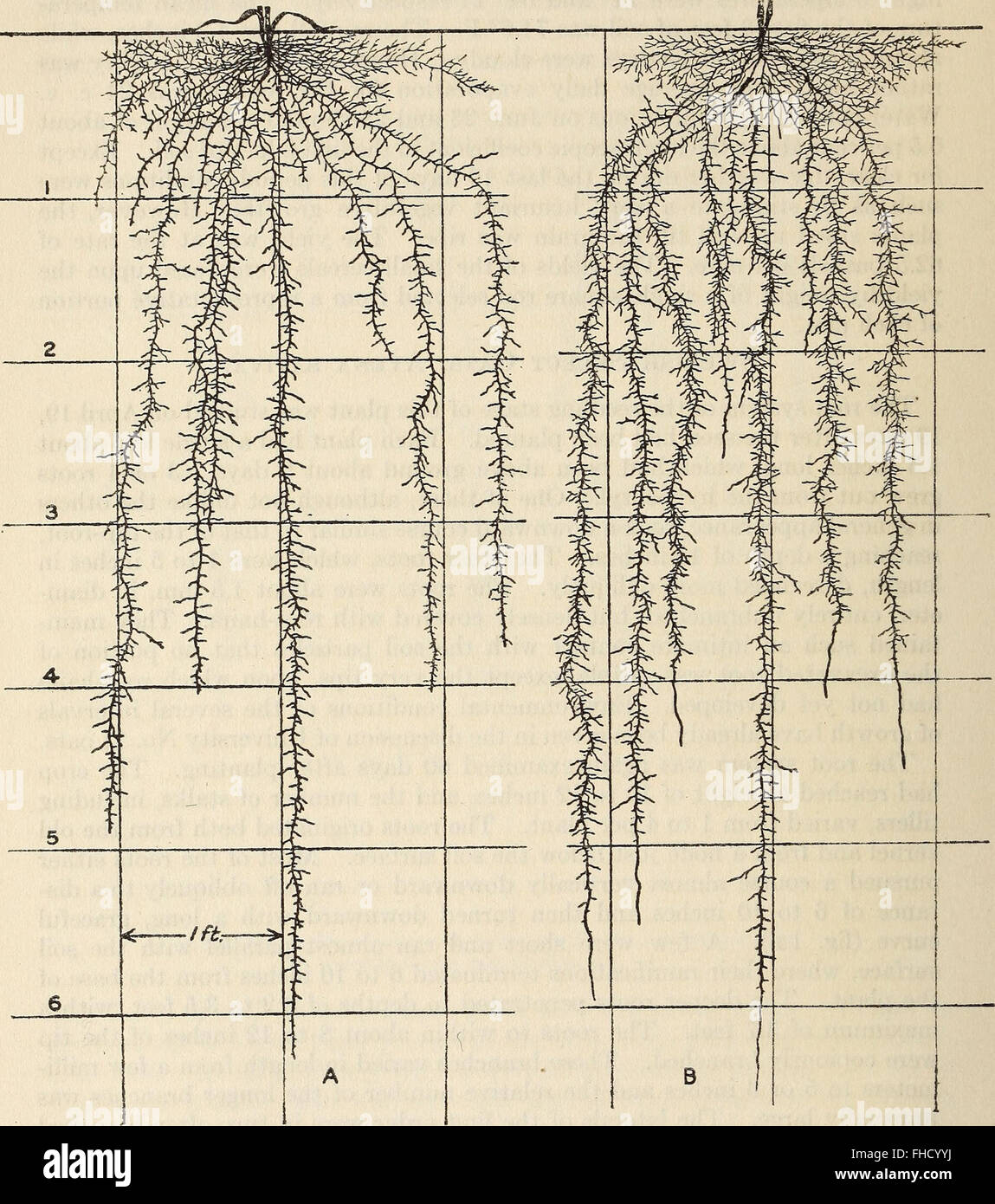 A 1922 study on the development and function of roots in crop plants ...