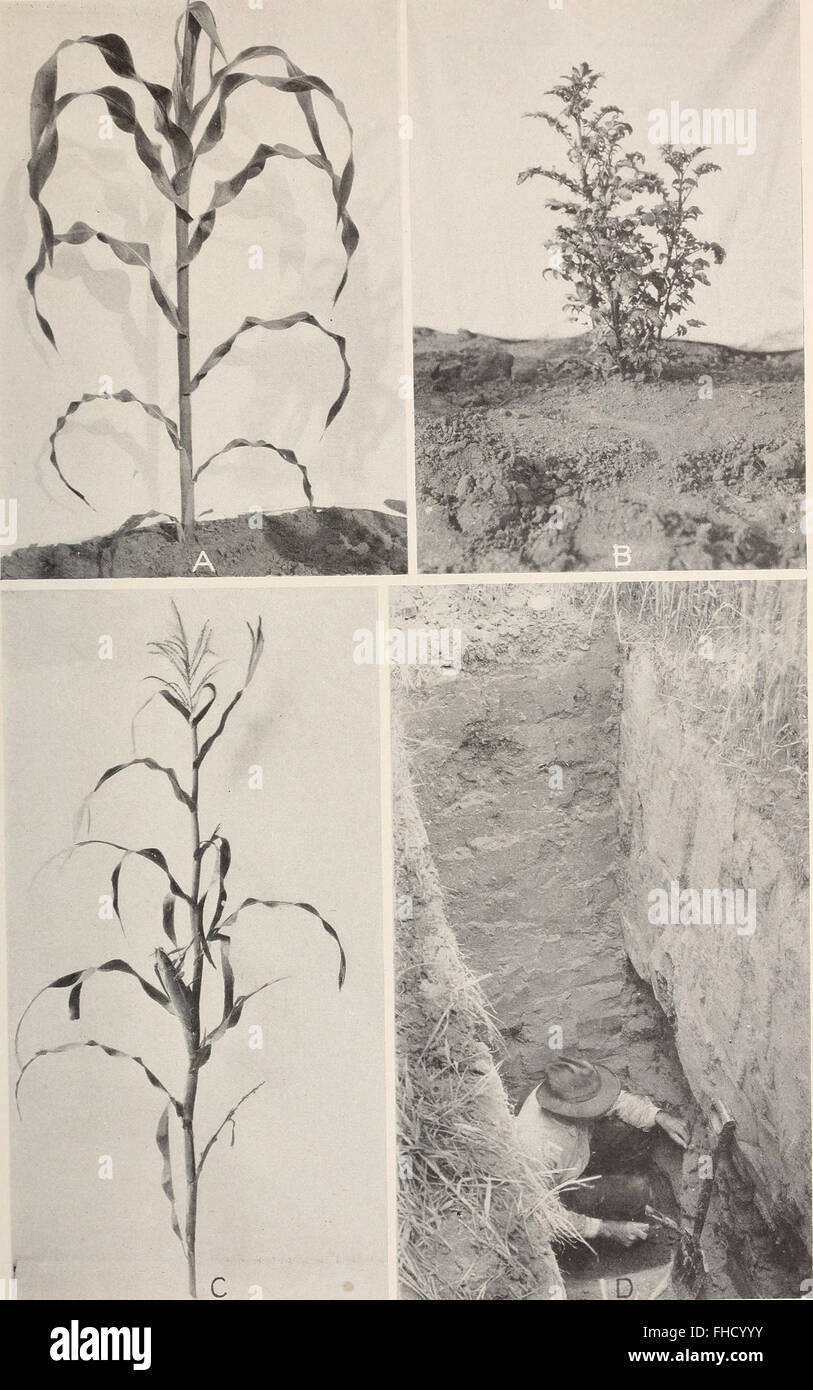 An in-depth study of root development in crop plants, with a focus on ...