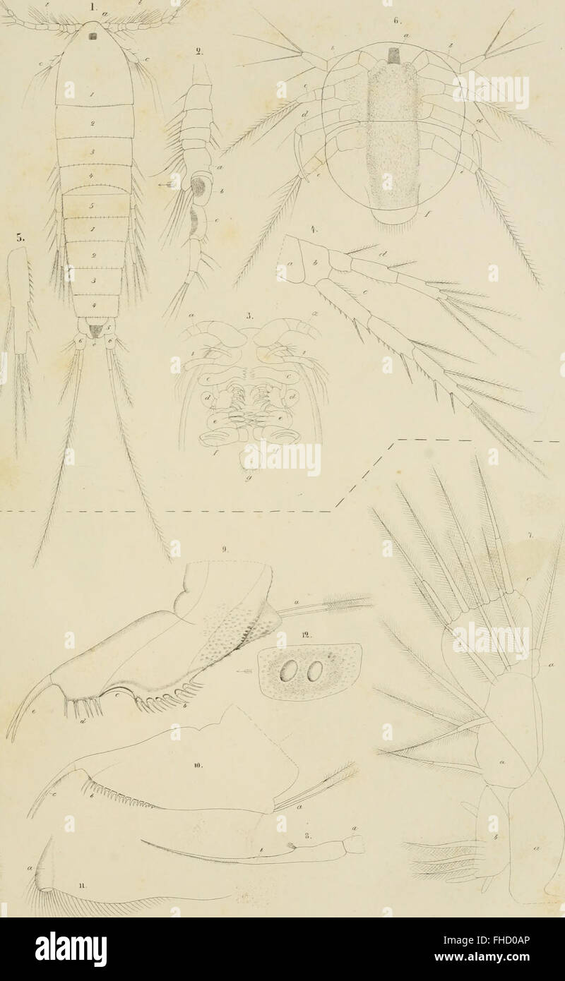 On the Crustaceans of the Orders Cladocera, Ostracoda, and Copepoda ...