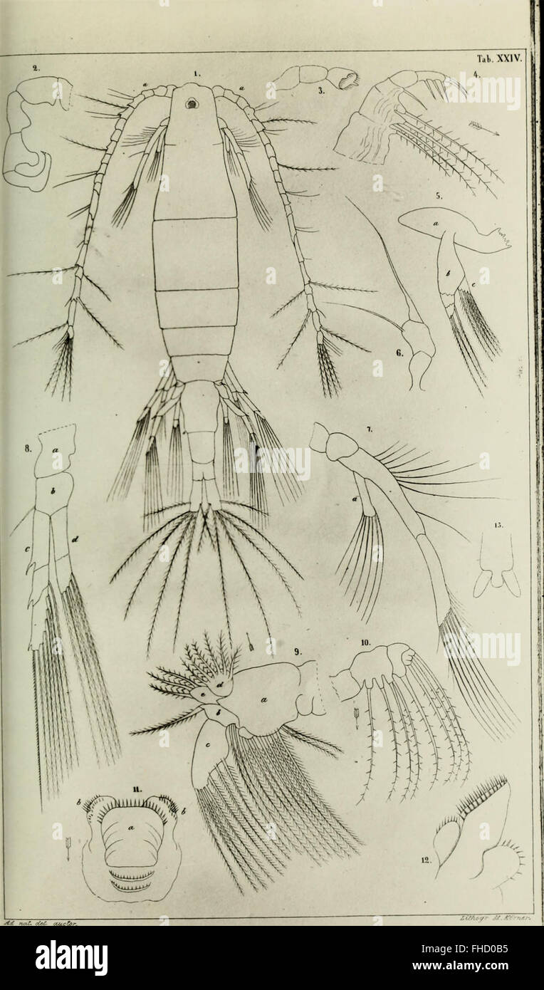 A 1853 study on the crustaceans from three orders—Cladocera, Ostracoda ...