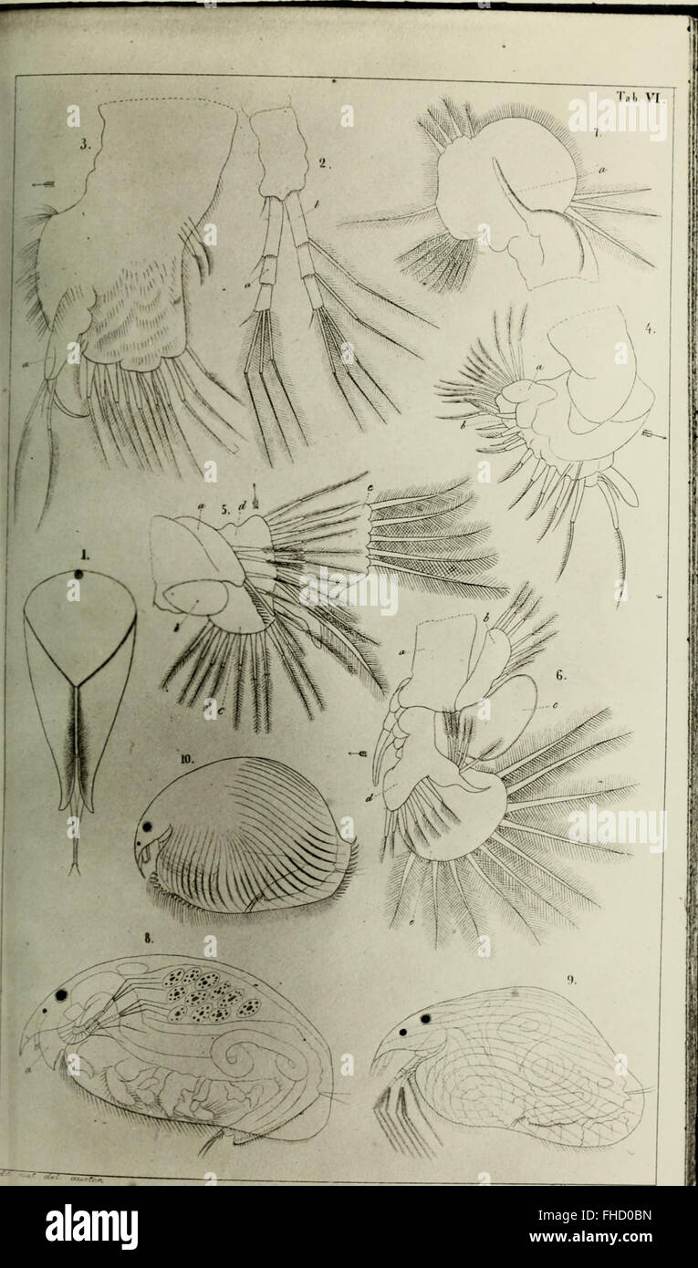 A scientific work from 1853 on the crustaceans found in Scania ...