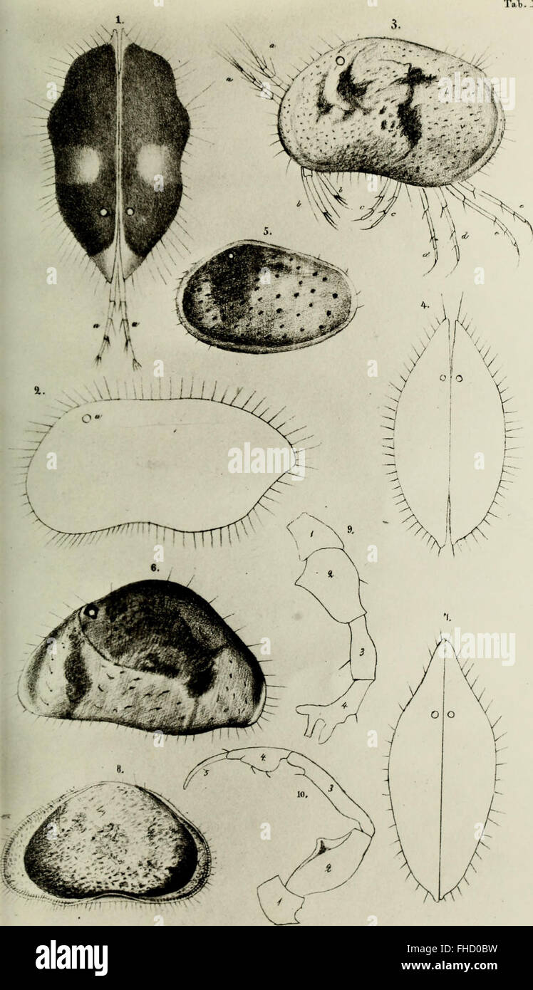 Study of crustaceans from three orders—Cladocera, Ostracoda, and ...