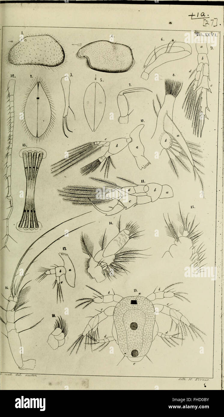 A study from 1853 on the crustaceans of three orders—Cladocera ...