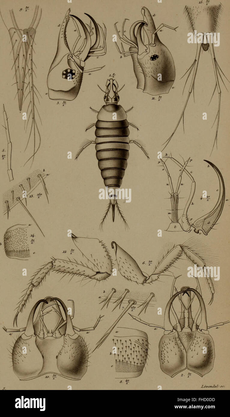 A 1861 work contributing to the study of insect metamorphosis ...