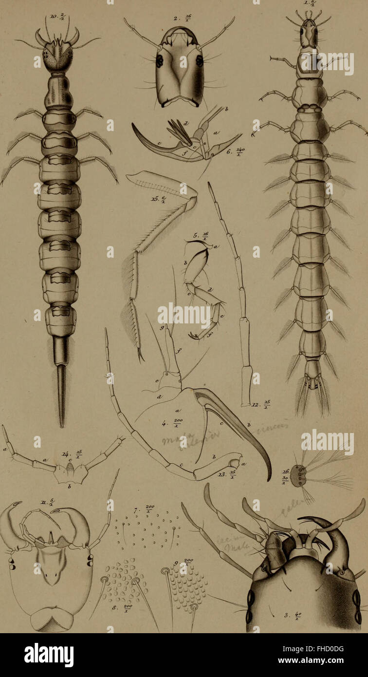 De Metamorphosi Eleutheratorum Observationes (1861), a study on the ...