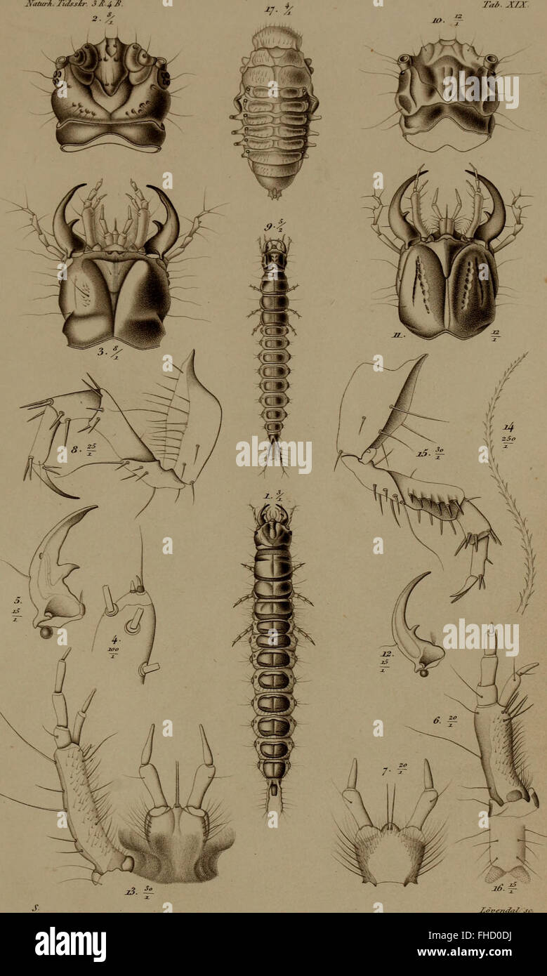 A 1861 work focused on the development and metamorphosis of insects ...