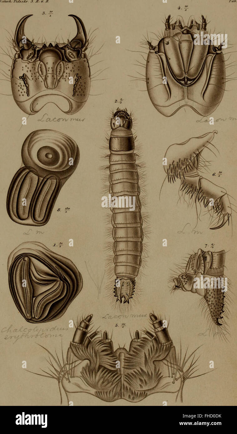 A 1861 work on the metamorphosis of Eleutheratorum, contributing to the ...