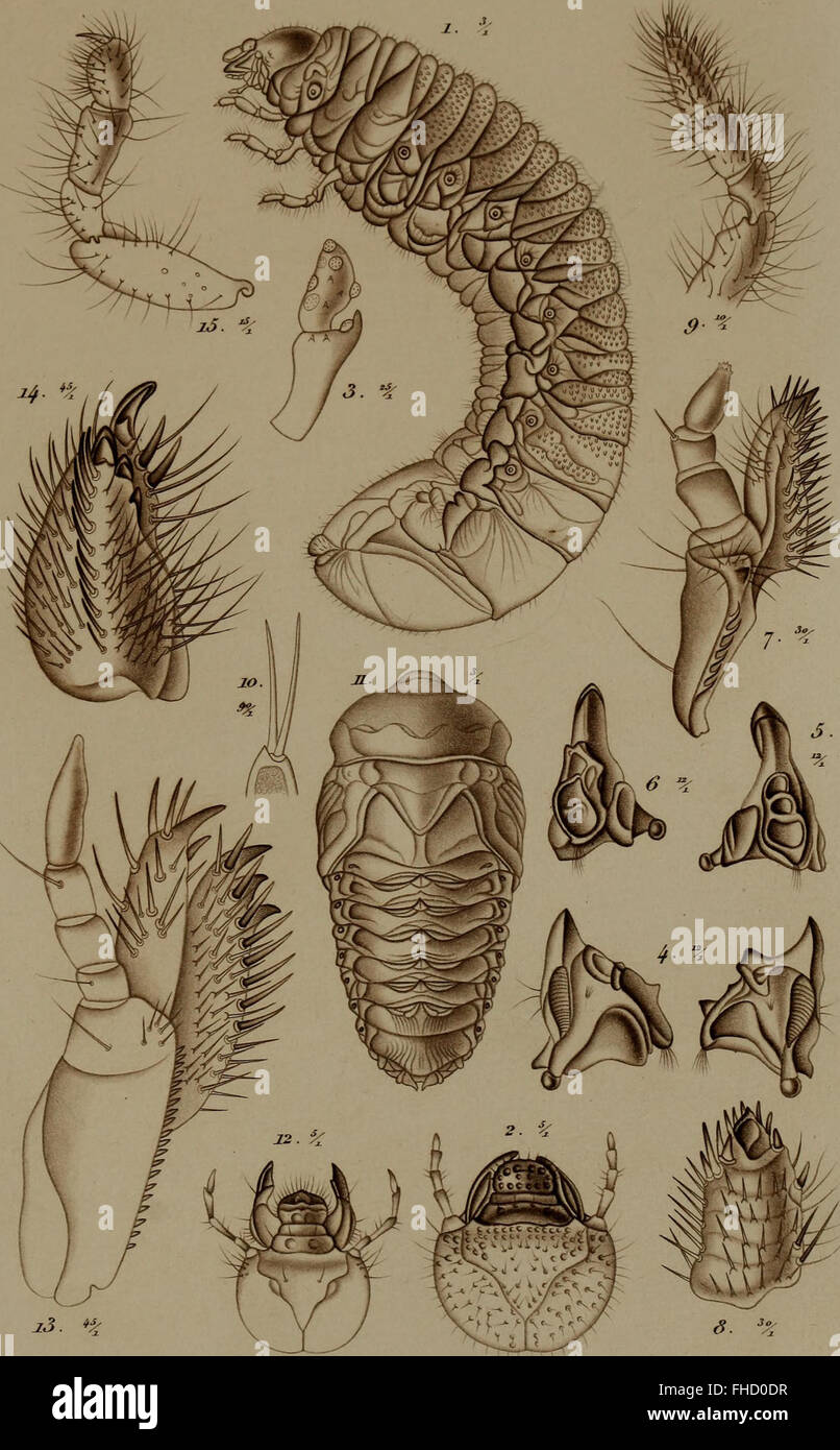 A 1861 study on the metamorphosis of Eleutheratorum species ...