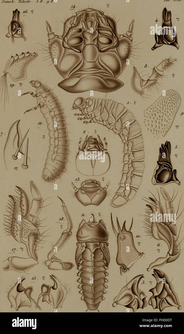 A 1861 study on the metamorphosis of certain insect species ...