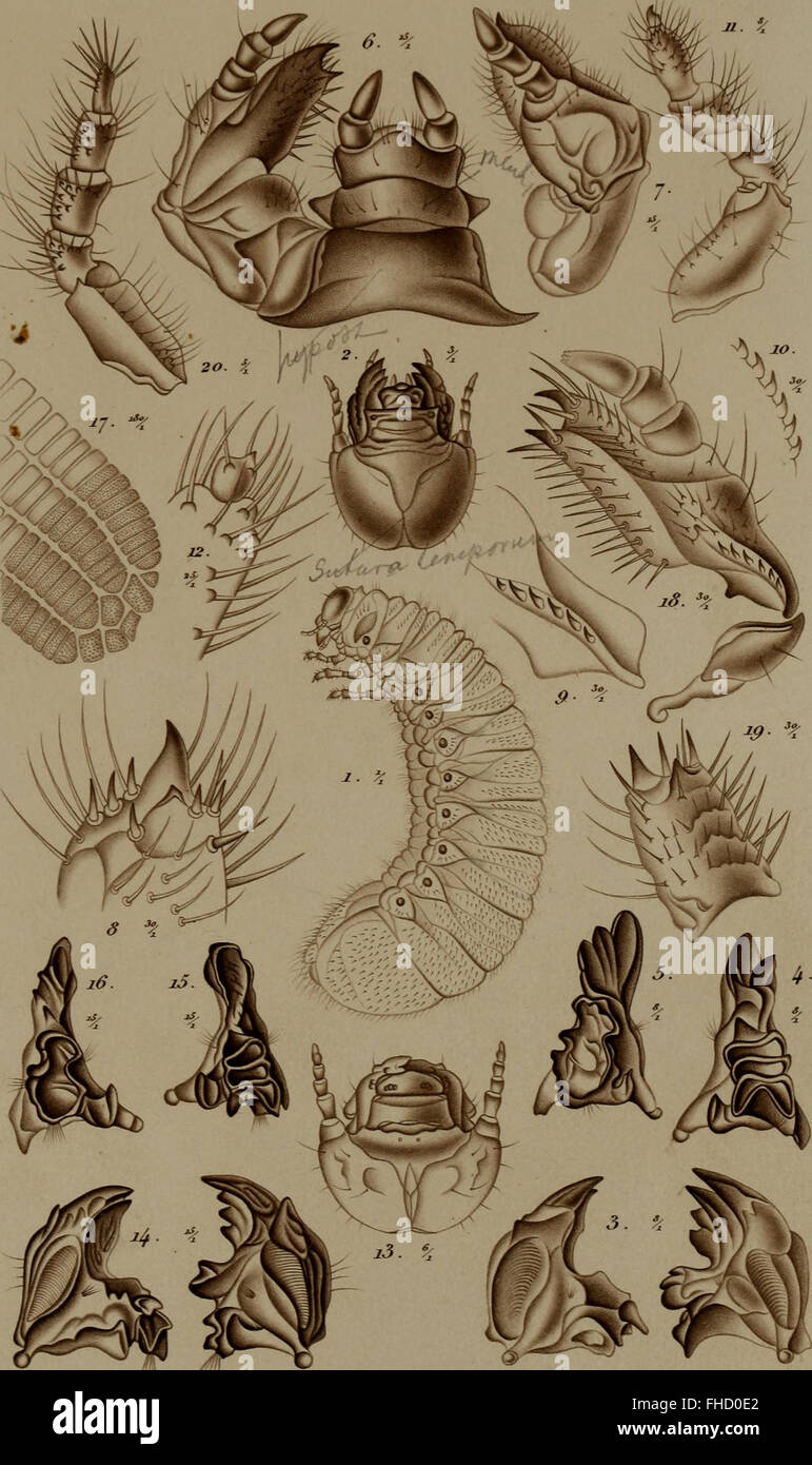 A 1861 study on the metamorphosis of lepidopteran insects, contributing ...